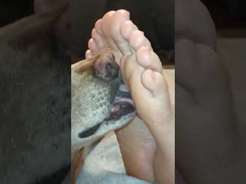 Dog Licks Feet 2