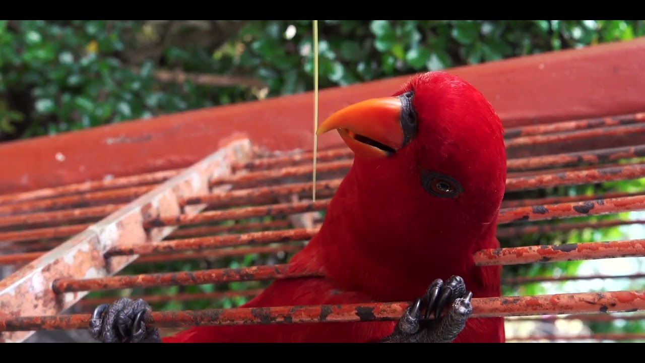 Tropical Summer Dreams | Seasons of Calm - YouTube