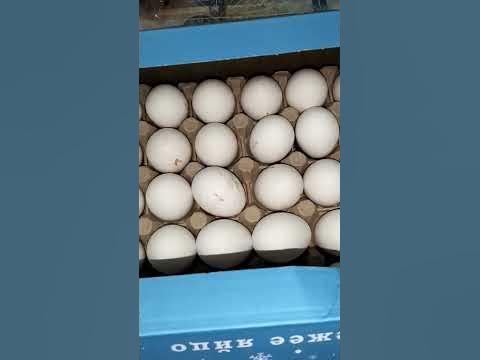 СВЕЖЕЕ ЯЙЦО КУРИНОЕ СИНЯВИНСКОЕ С ЯРКИМ ЖЕЛТКОМ ИЗ АШАН - YouTube