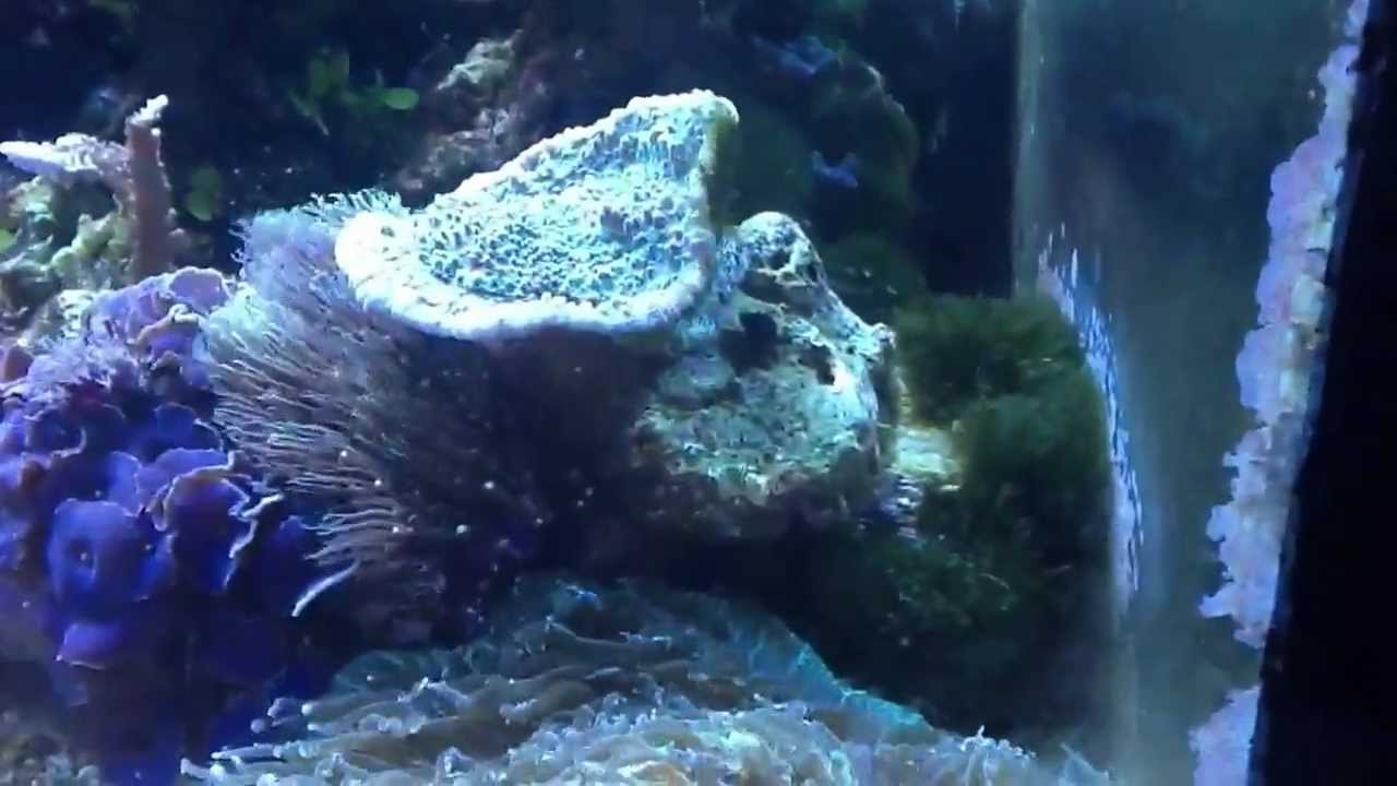 Vampire Tang - YouTube