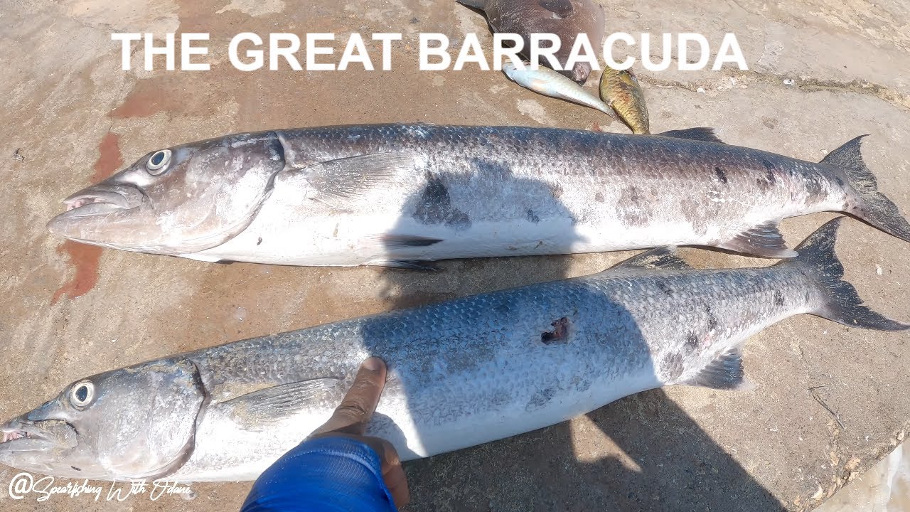 The Caribbean's Most Fearful Hunt: Spearfishing Barracudas - YouTube