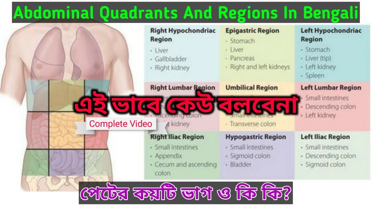 Abdominal Quadrants And Regions In Bengali abdomen abdominal-quadrants-and-regions-in-bengali-abdomen