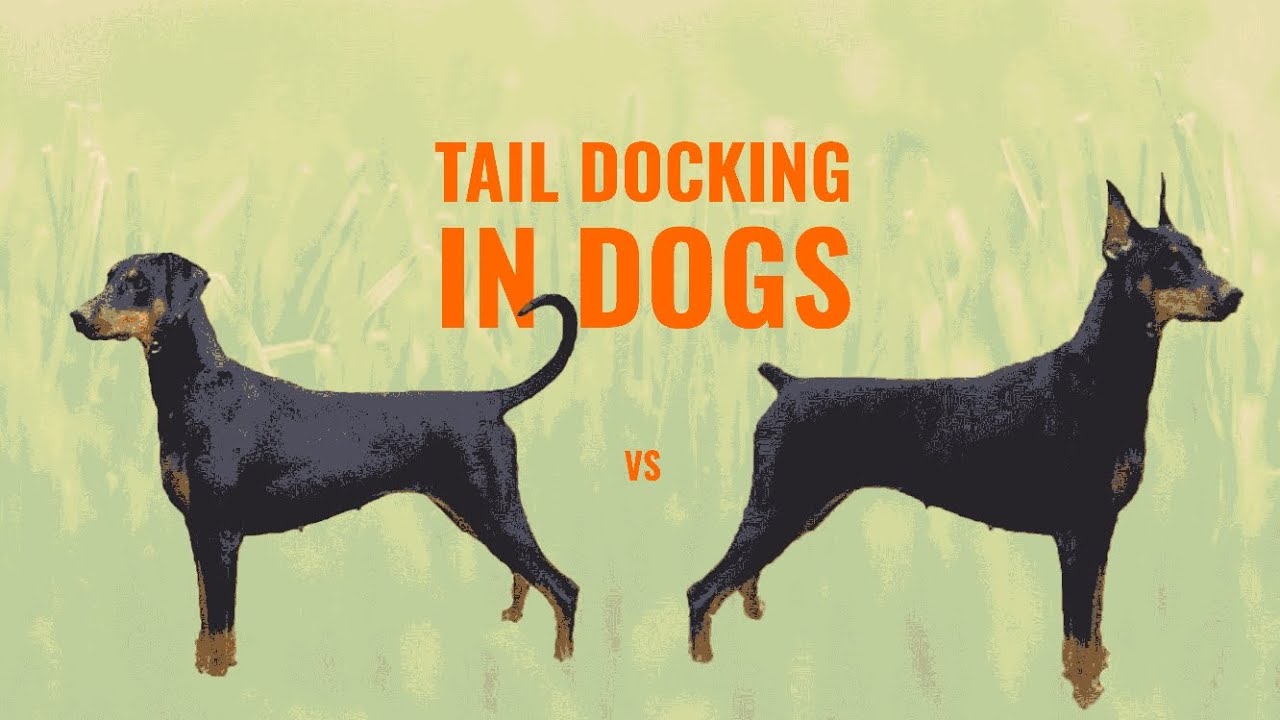Tail docking in dogs, how to dock your dog's tail, short tail for dogs ...