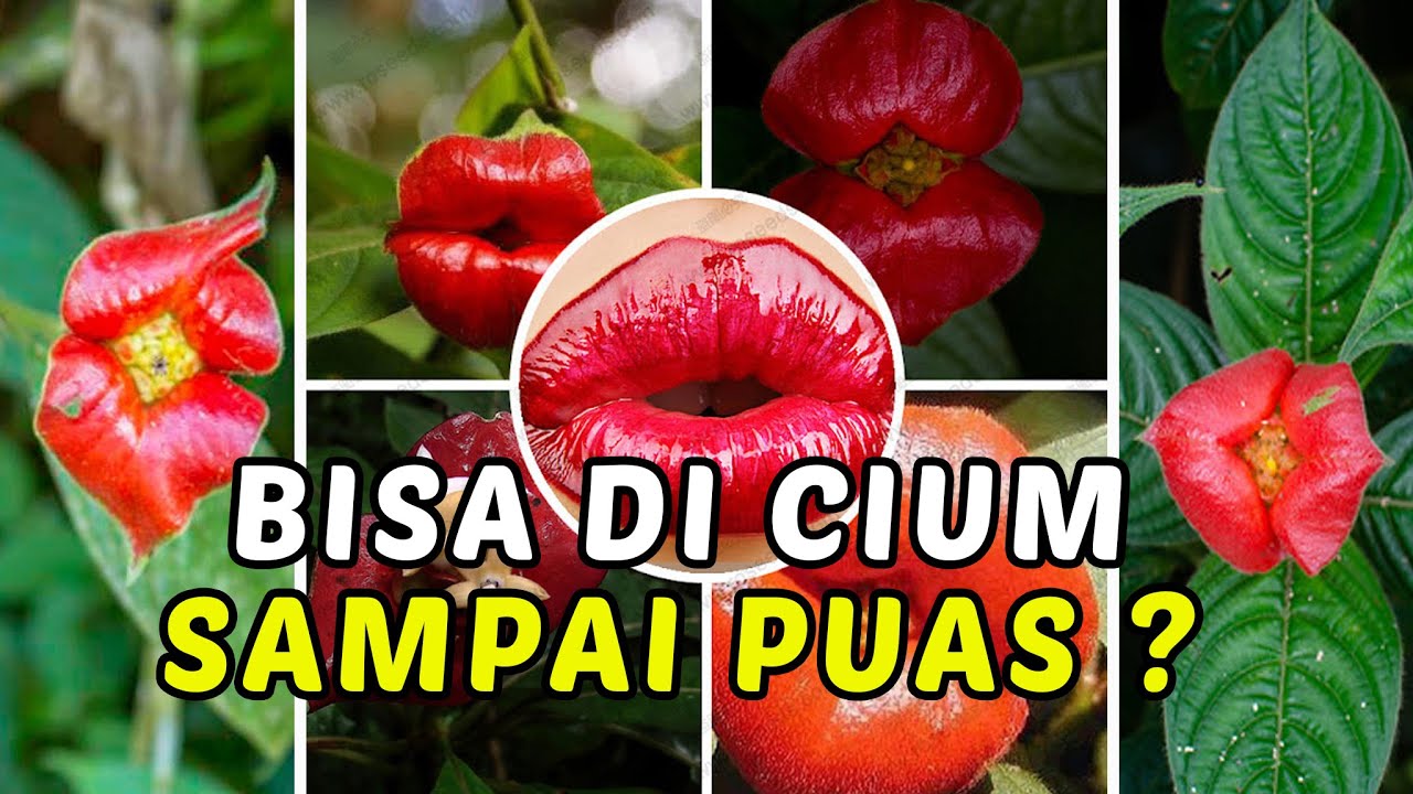 BUNGA BIBIR PELACUR YANG SEXY | (Psychotria elata) - YouTube