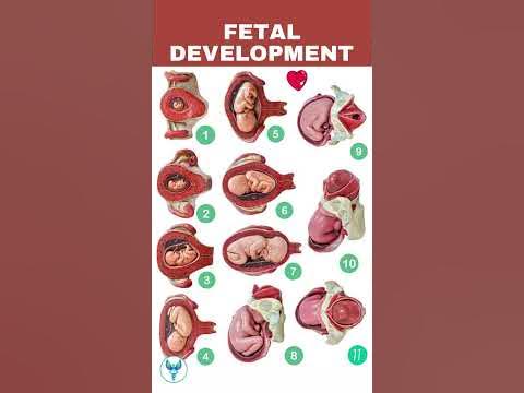 Fetal Development week by week | Embryo development | Baby growing in ...