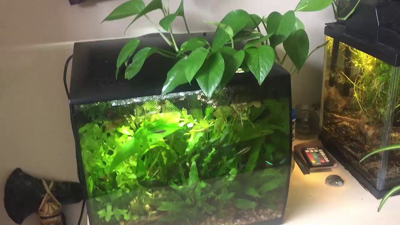 How to keep a Heavily Stocked (Overstocked) Aquarium || 71 Sub Special ...