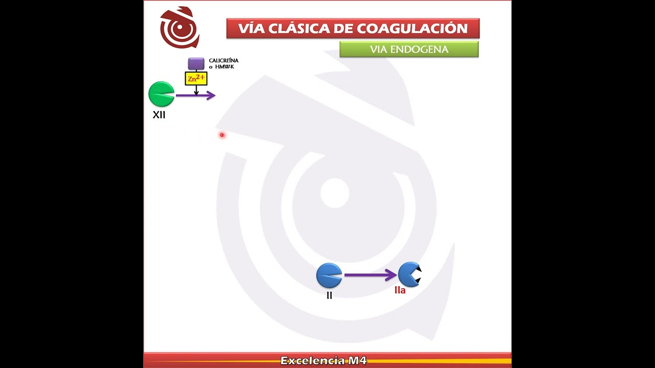 vía endógena vía intrínseca coagulación fisiología sangre - YouTube