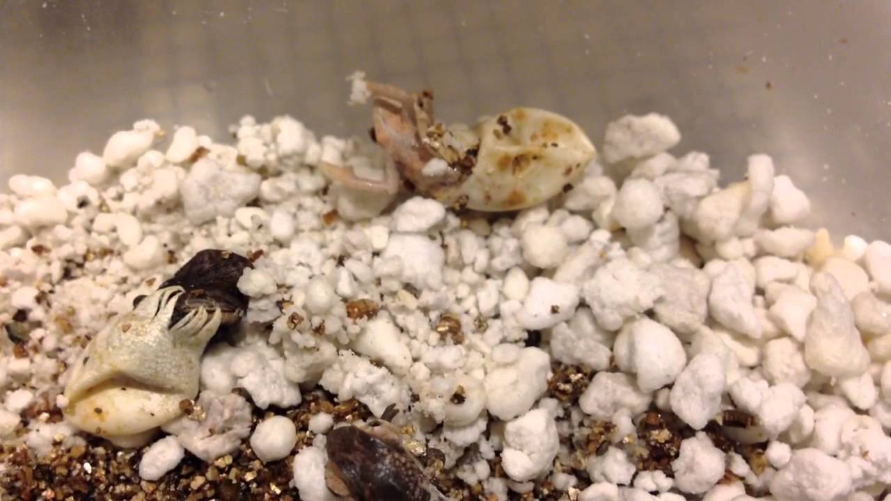Panther chameleon hatching - YouTube