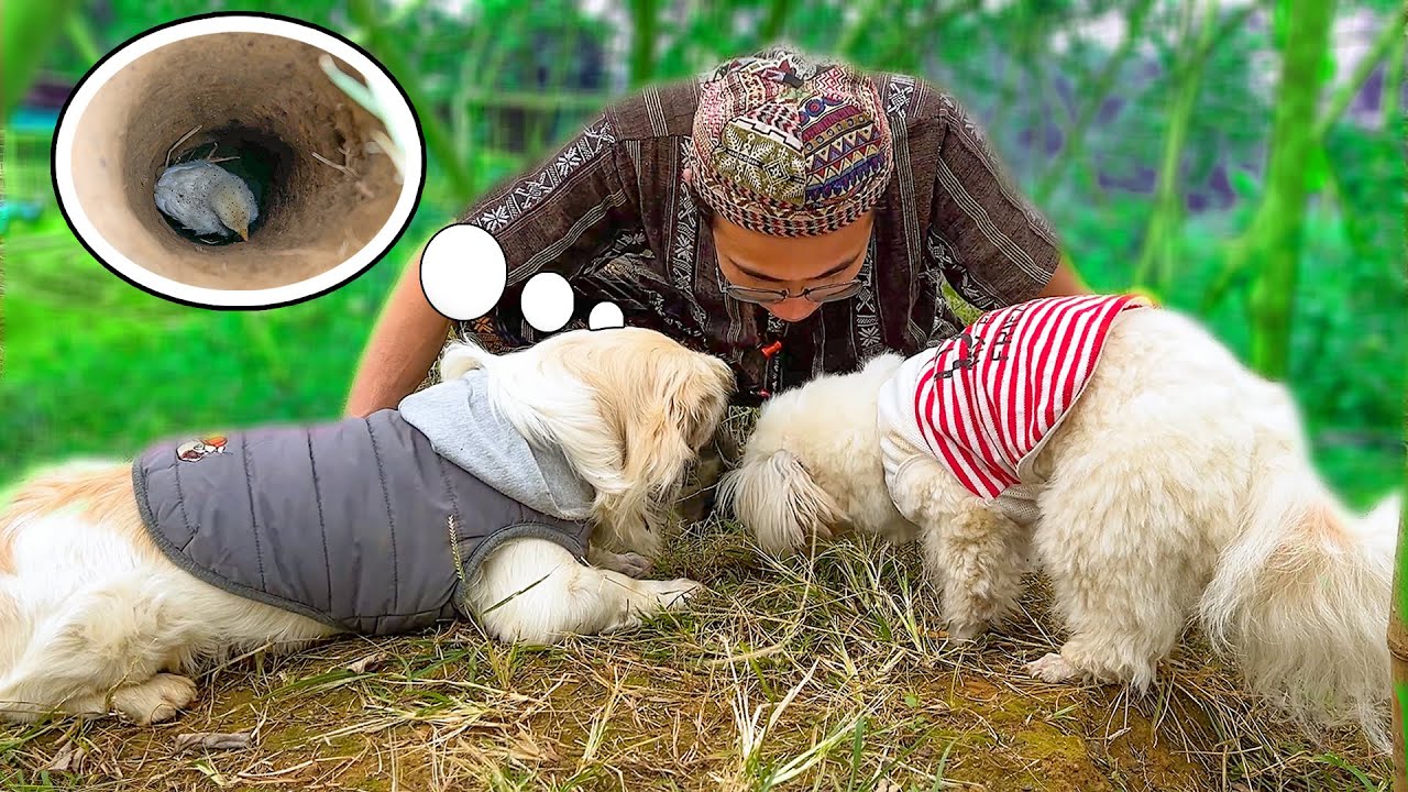 Smart dog helped me rescue a chick stuck in a deep hole - YouTube