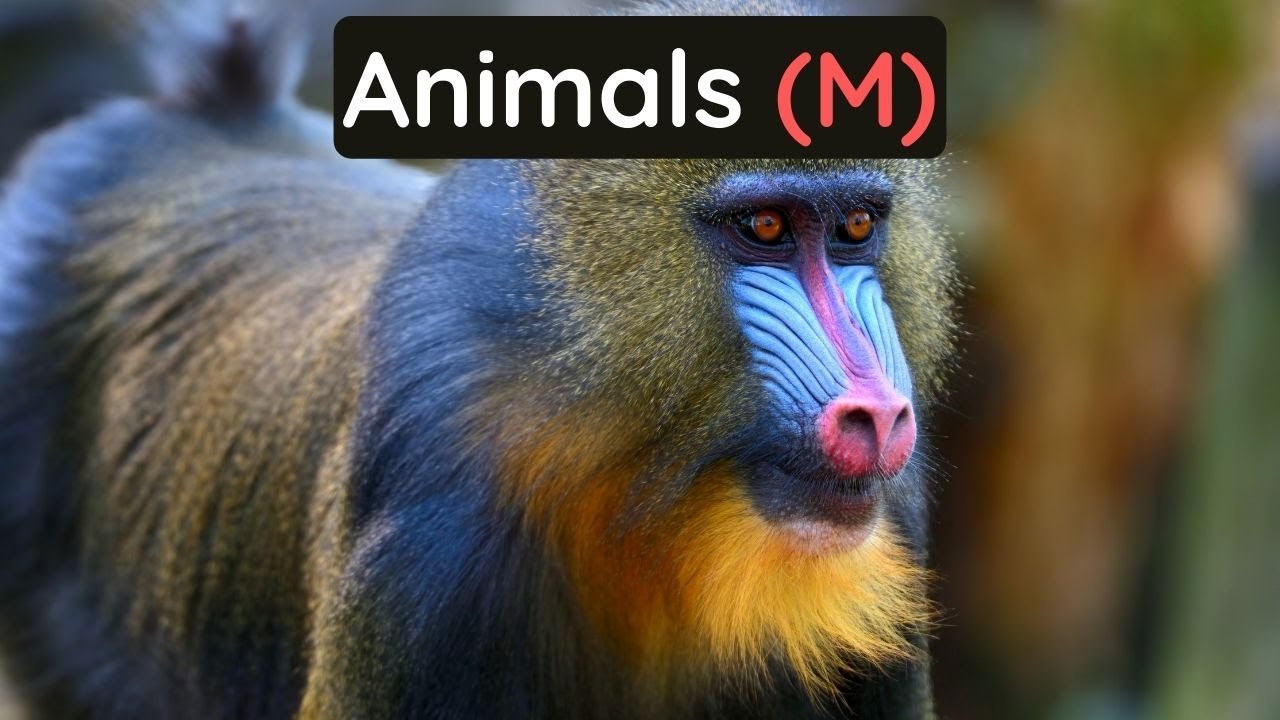 Animals M - Animal Flashcards for Kids Starting with Letter M - YouTube
