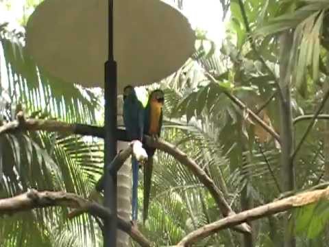 Zoo Ave - Costa Rica - YouTube