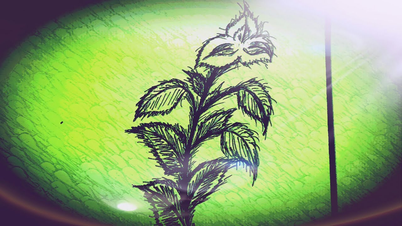 Drawing a mint plant for kids easy steps - YouTube