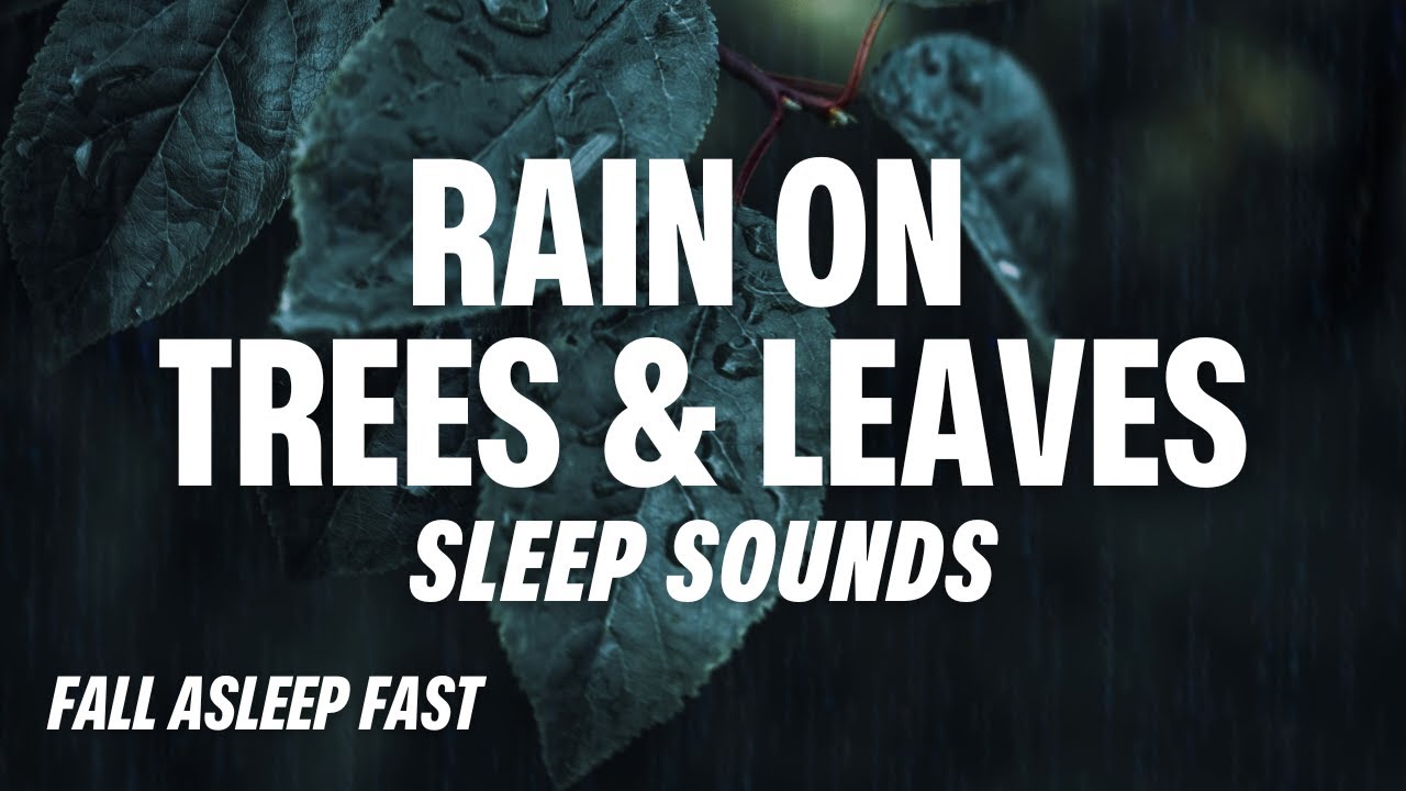 Rain on Trees and Leaves | Sleep Sounds - YouTube