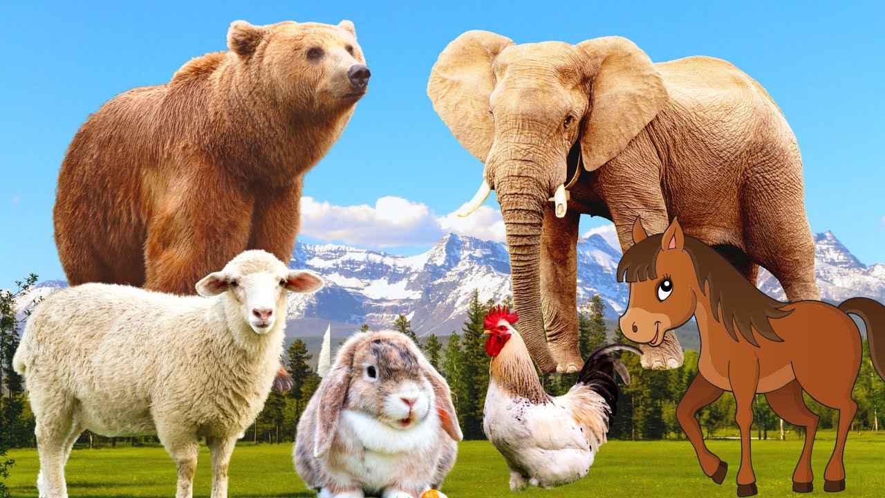Playful animals: Bear, Elephant, Horse, Rabbit, Hippo,... - YouTube