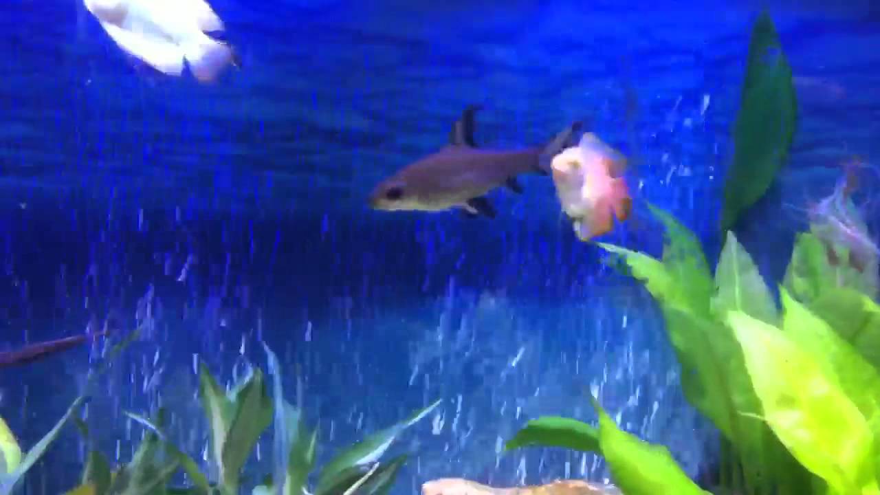 My new jewel 180 tank - YouTube