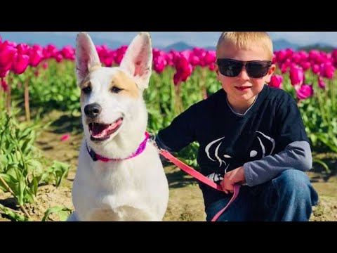 Boy helps save hundreds of dogs from kill shelters - YouTube