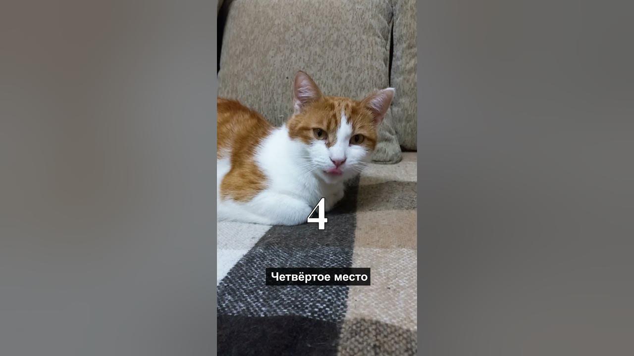 Топ 5 сухих кормов для кошек супер премиум класса по цене/качеству # ...