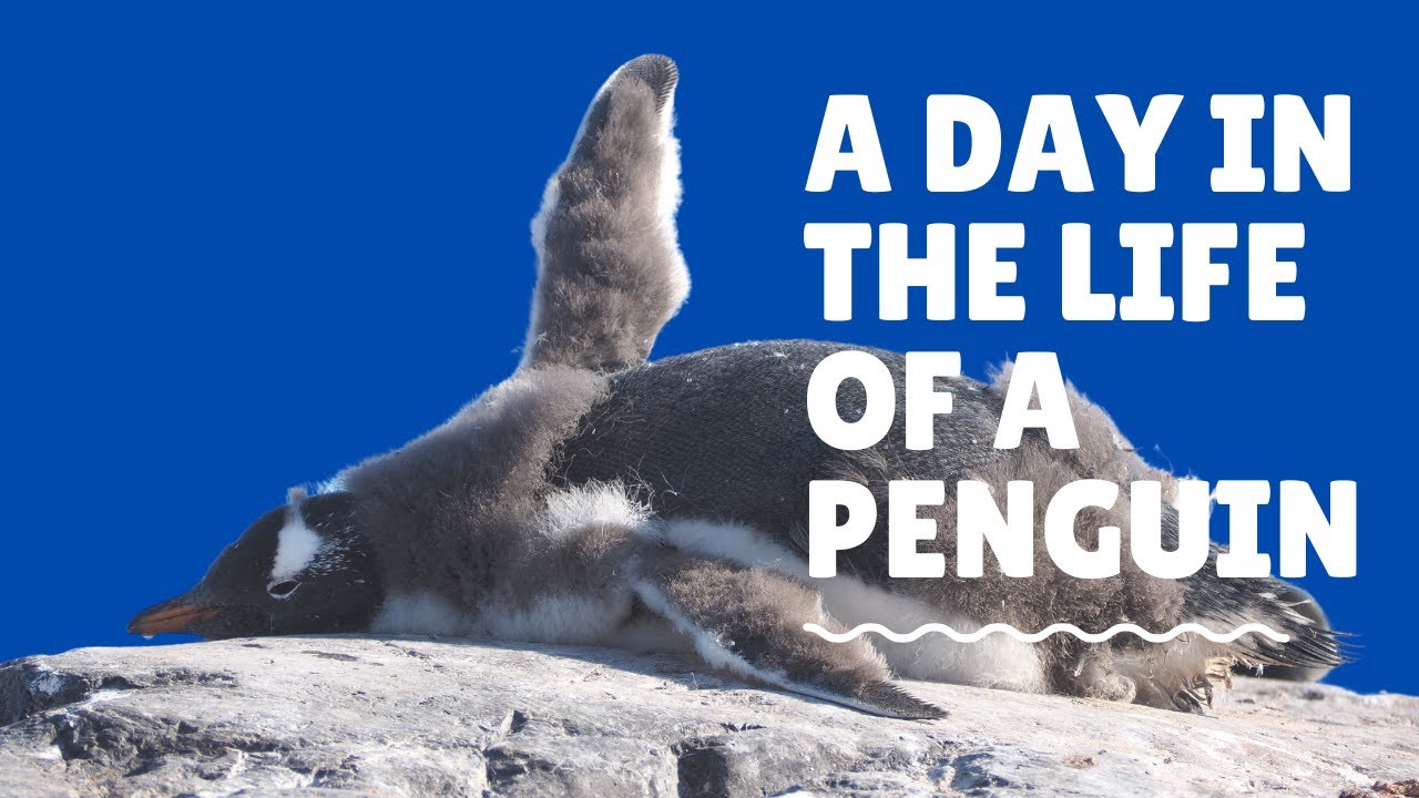 A Day in the Life of a Penguin - YouTube