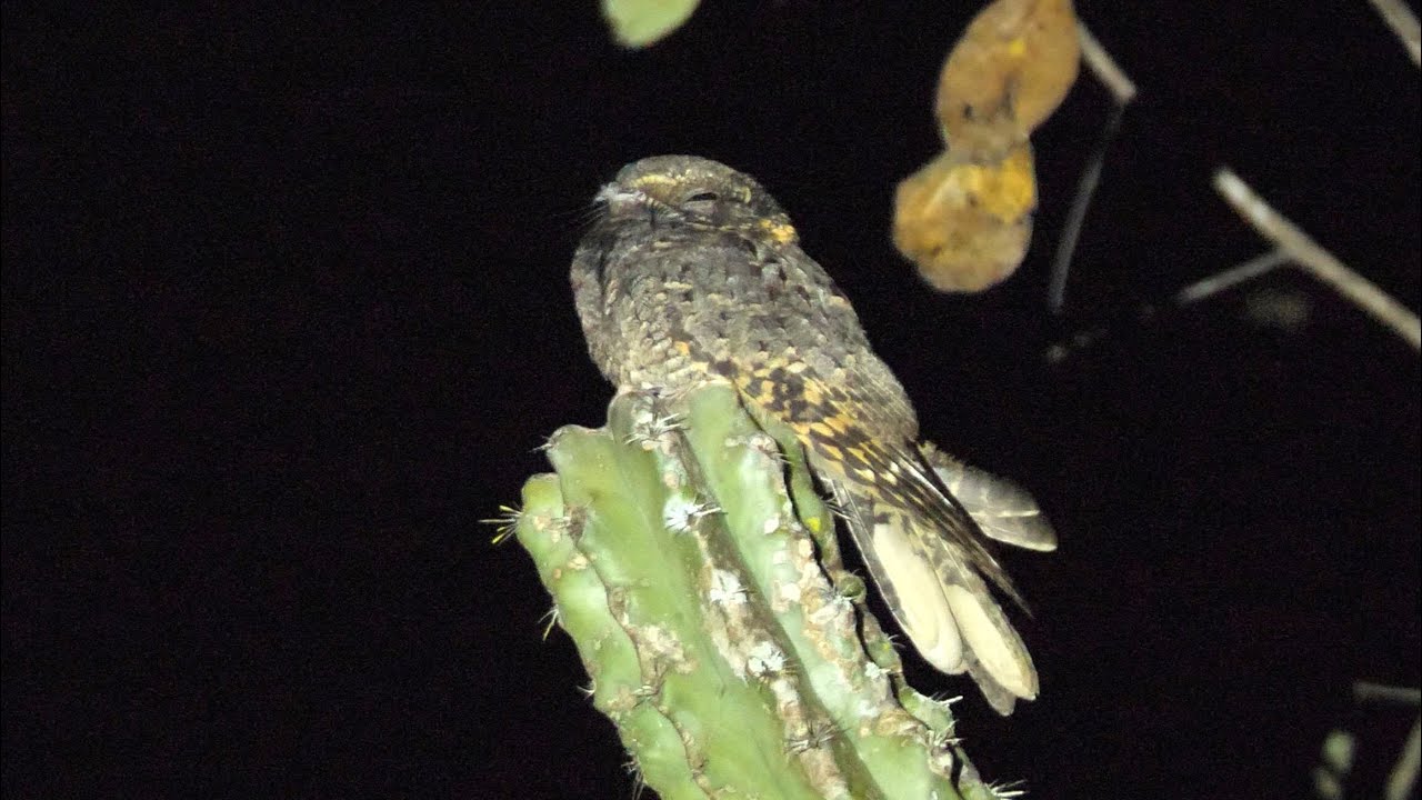 Buff-collared Nightjar and its Call. - YouTube