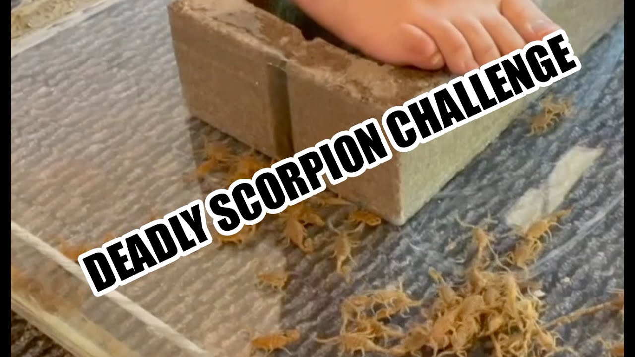 Scorpion Challenge - YouTube