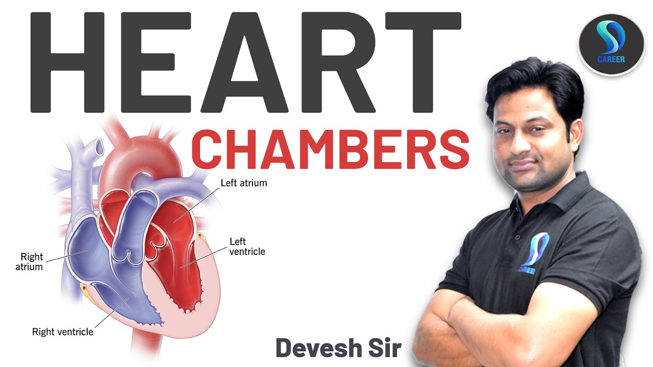 Heart Chamber In Hindi | Chamber of Heart In Hindi By Devesh Sir # ...