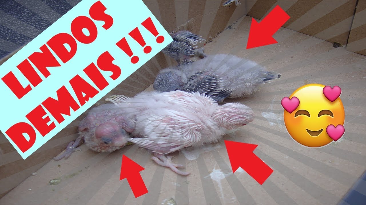 Tres Filhotes Bebes Lindos de Periquito Australiano - YouTube