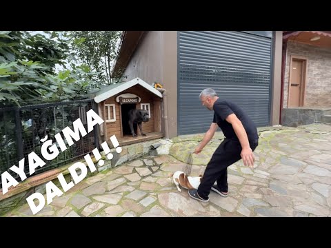 KIŞKIRTMA YAPARKEN PARS VE BELLANIN SALDIRISINA UĞRADIM