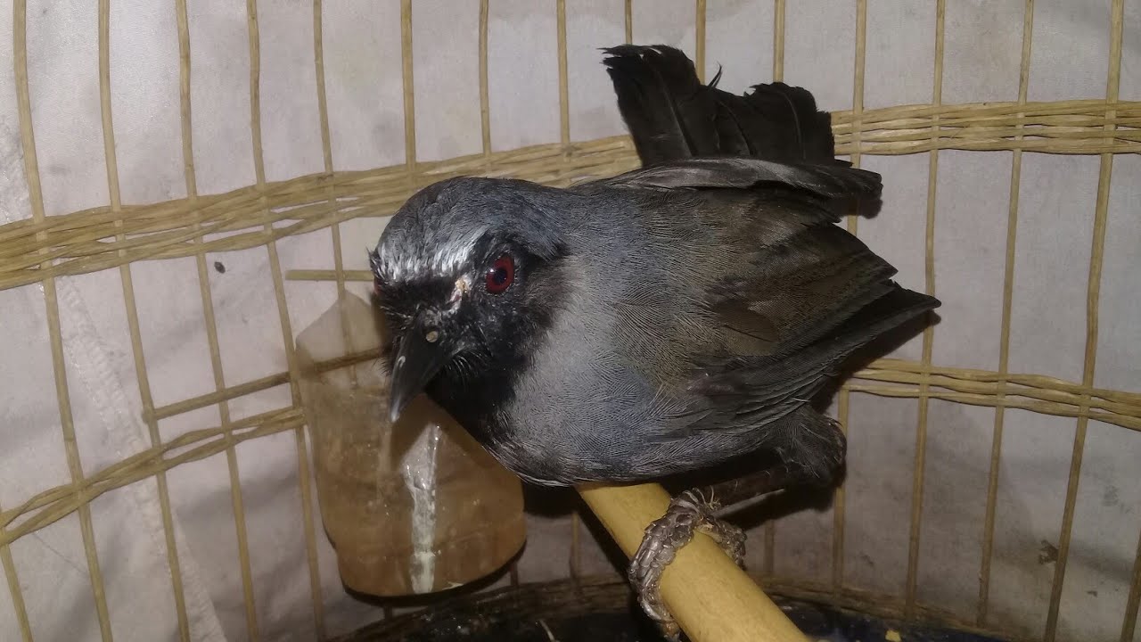 yos hav zoov cuab noog sab fwj - YouTube