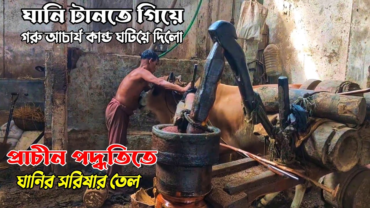 প্রাচীন পদ্ধতিতে ঘানি থেকে খাটি সরিষার তেল কিভাবে বের করা হচ্ছে ...
