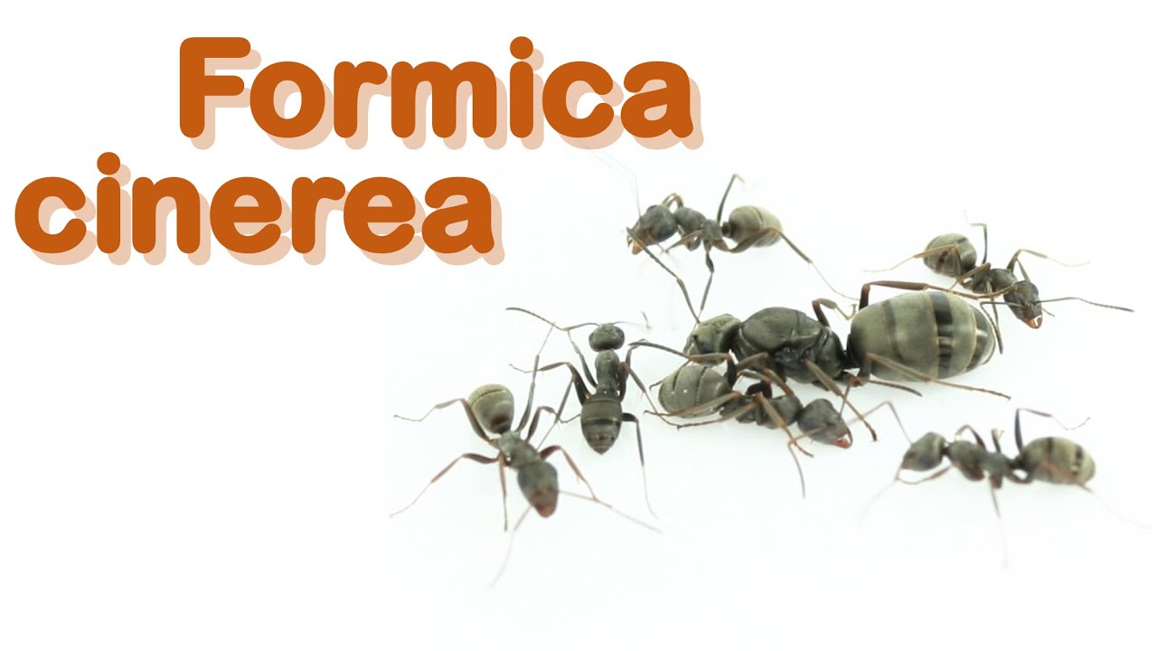 Ant care species guide #26 - Formica cinerea - YouTube