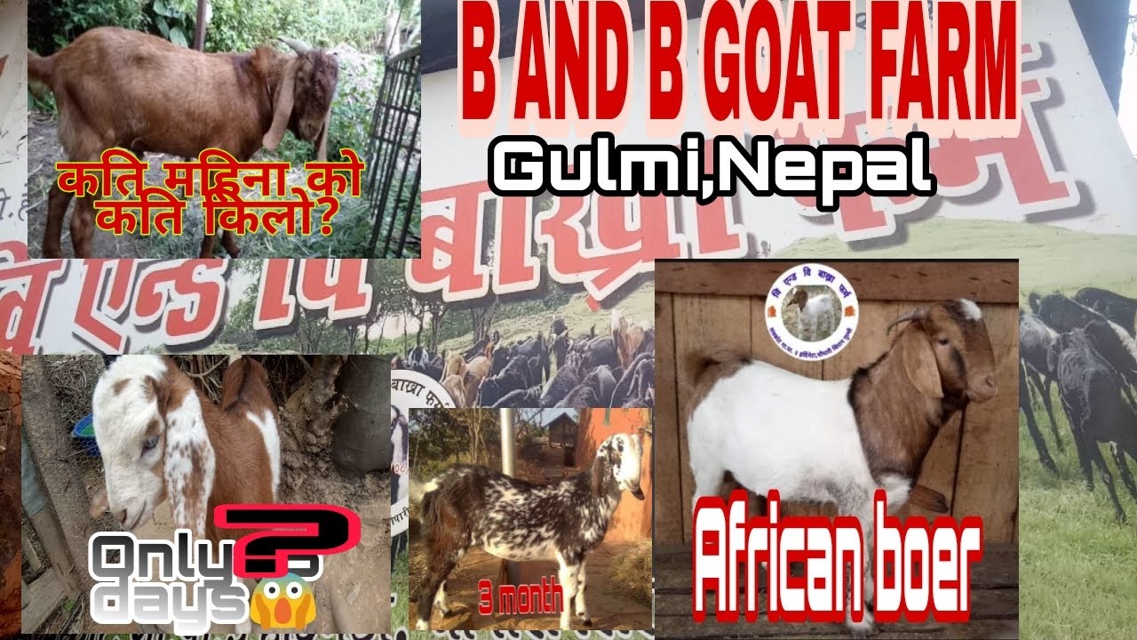 Goat farming in nepal Gulmi \ व्यवसायिक बाख्रा पालन नेपाल \B and B goat ...