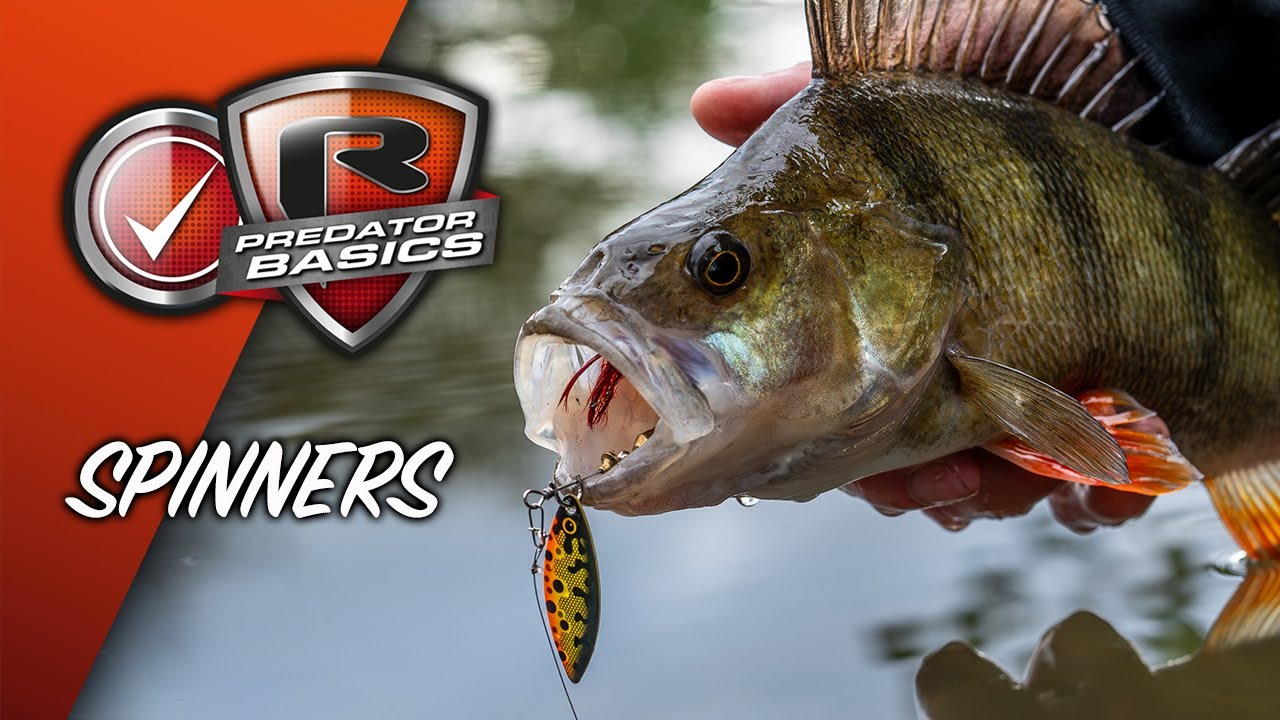 PREDATOR BASICS #4 | How to fish Spinners for Pike, Perch and Zander ...