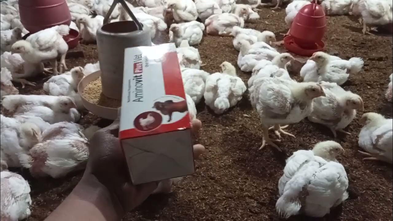 Aminovit plus Vet এ ওষুধের কাজ কি? আলহামদুলিল্লাহ খুবই উপকৃত গ্রোথের ওষুধ? মুরগির গ্রোথের ঔষধ কি ...