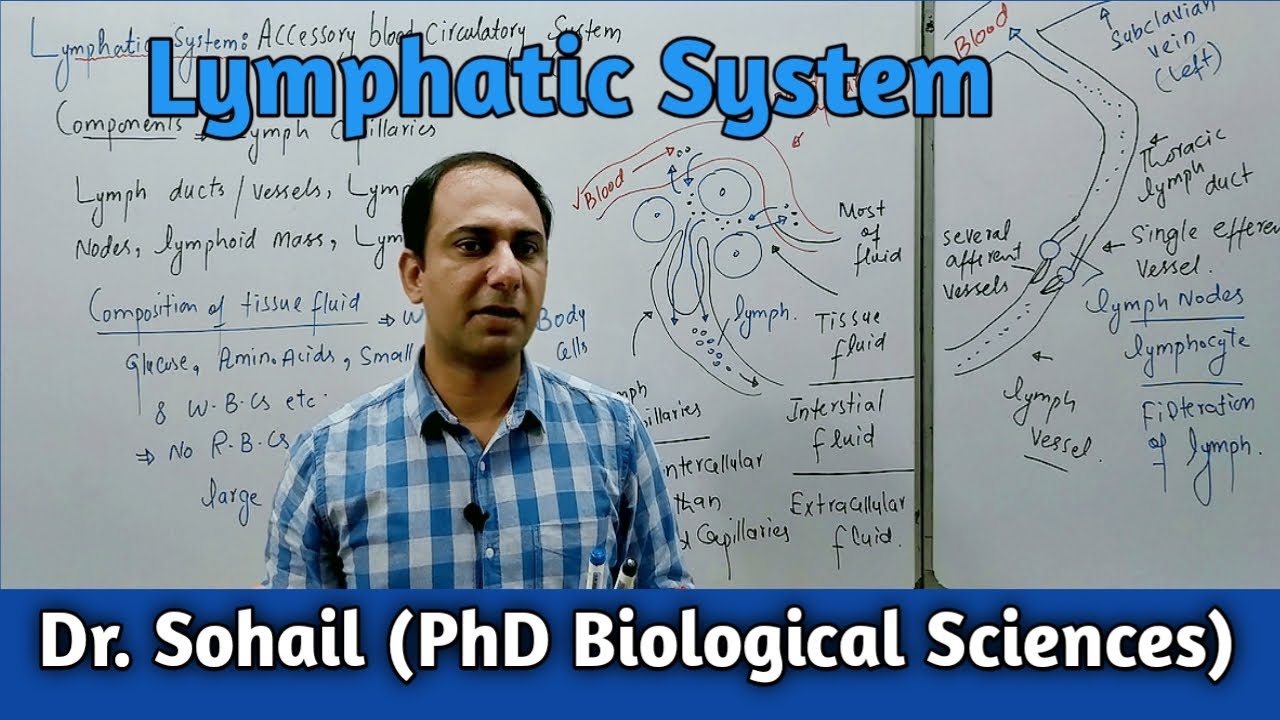 lymphatic-system-accessory-blood-circulatory-system-mdcat-neet