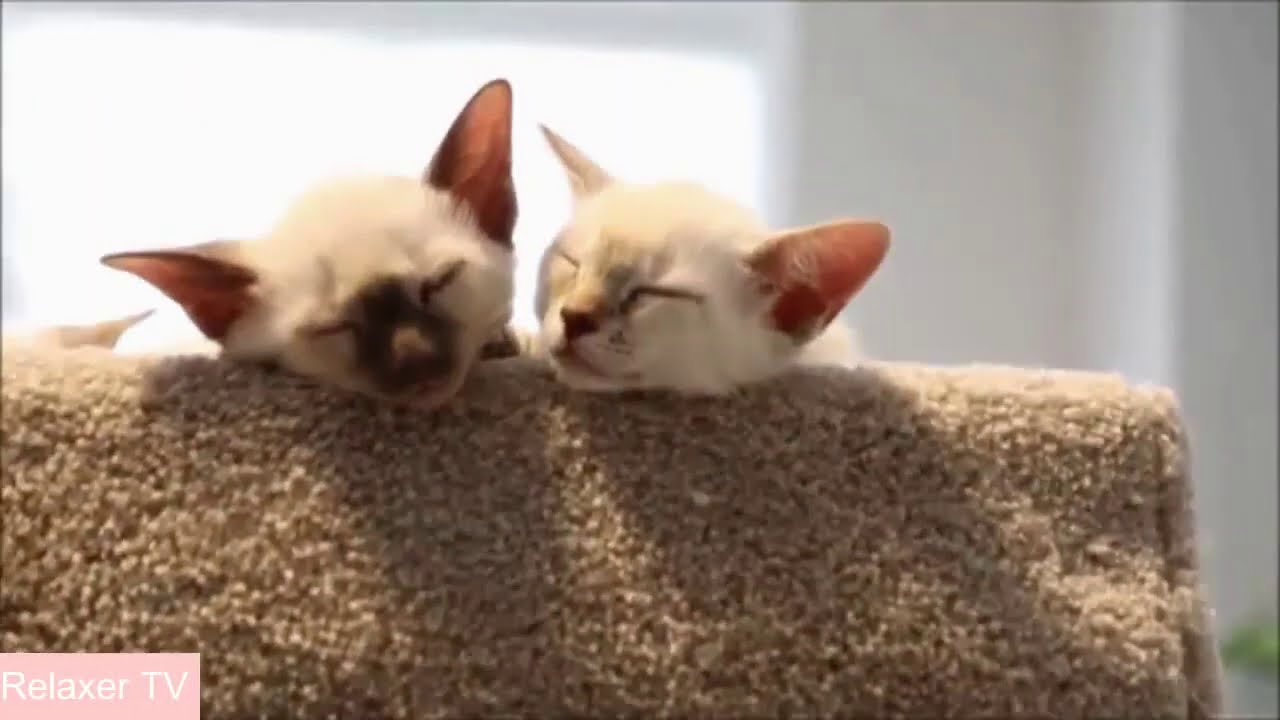 THE BEST MOST CUTE, PERKY, ATTRACTIVE, ,BEAUTIFUL, PLEASANT, PRETTY AND ...