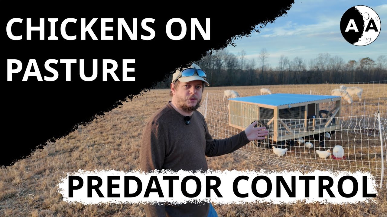 Moving Chickens on Pasture with Mobile Coop and Electric Netting Part 1 ...