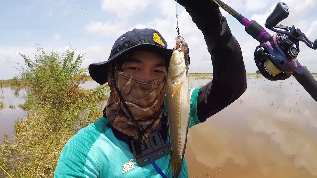 បបក់ត្រីតាមវាលស្រែ | ដែញតាមទឹកទន្លេឡើង ពារាំង | Amazing Catch Fishing ...
