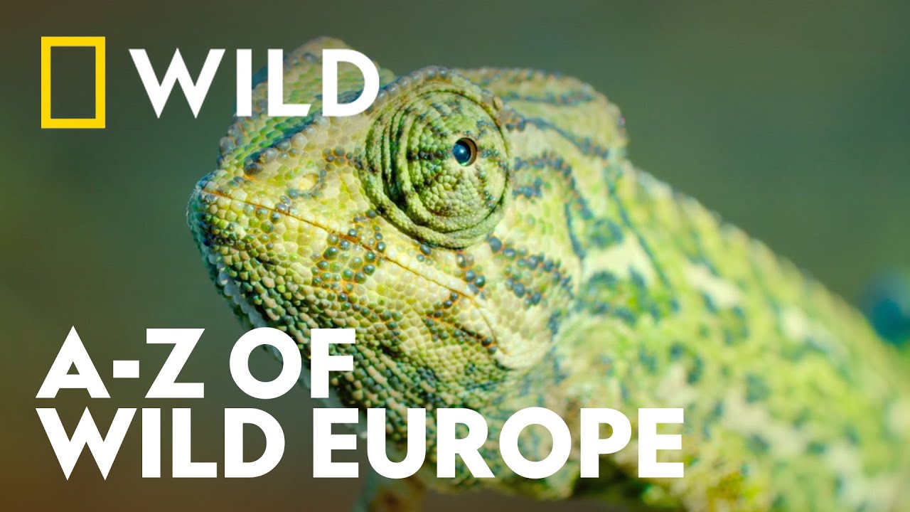 The A-Z Of Wild Europe | Wild Europe | National Geographic WILD UK ...