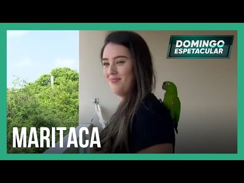 Conheça a história da maritaca Mirtes