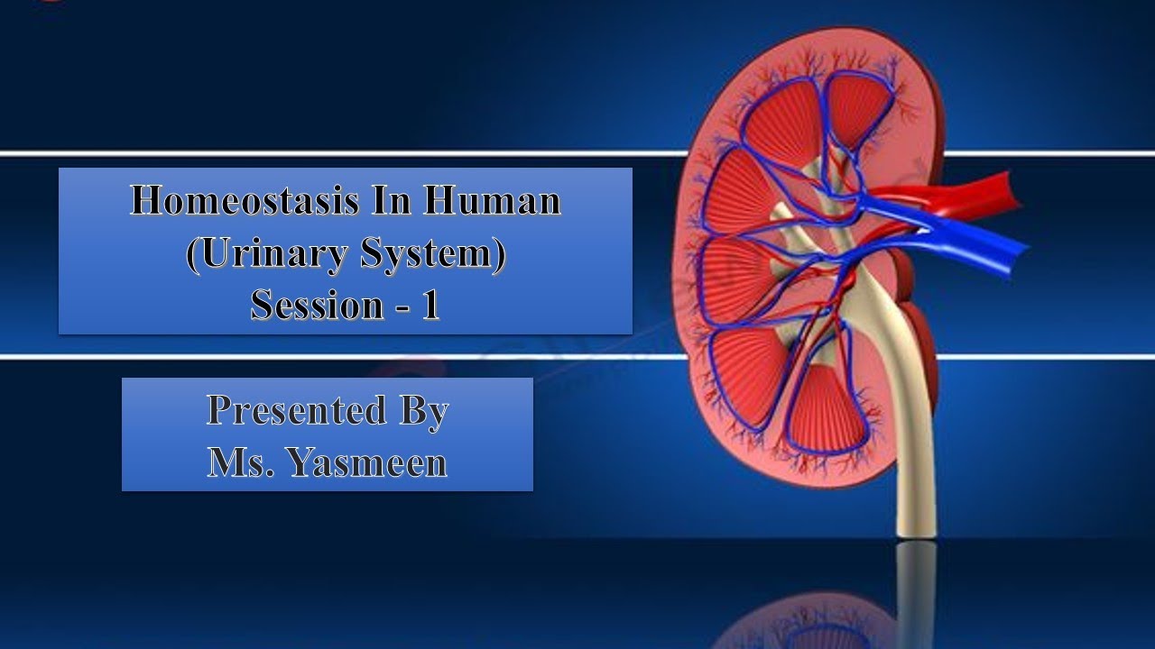 Topic: Homeostasis in Human (Urinary System) | Chapter: Homeostasis ...
