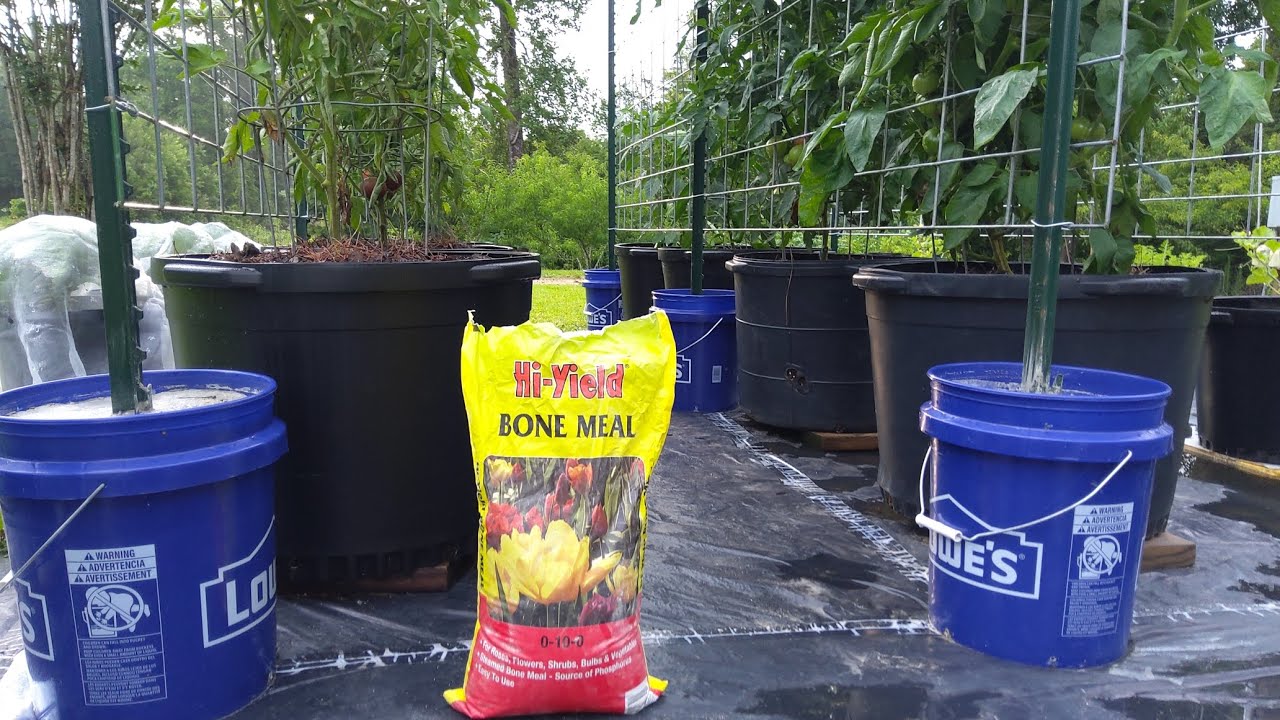 #2 Fertilizing Hossinator And Brandywine Container Tomato Plants 5/28 ...