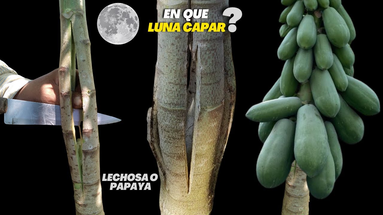 En que Luna Capar un árbol de Papaya o Lechosa - YouTube