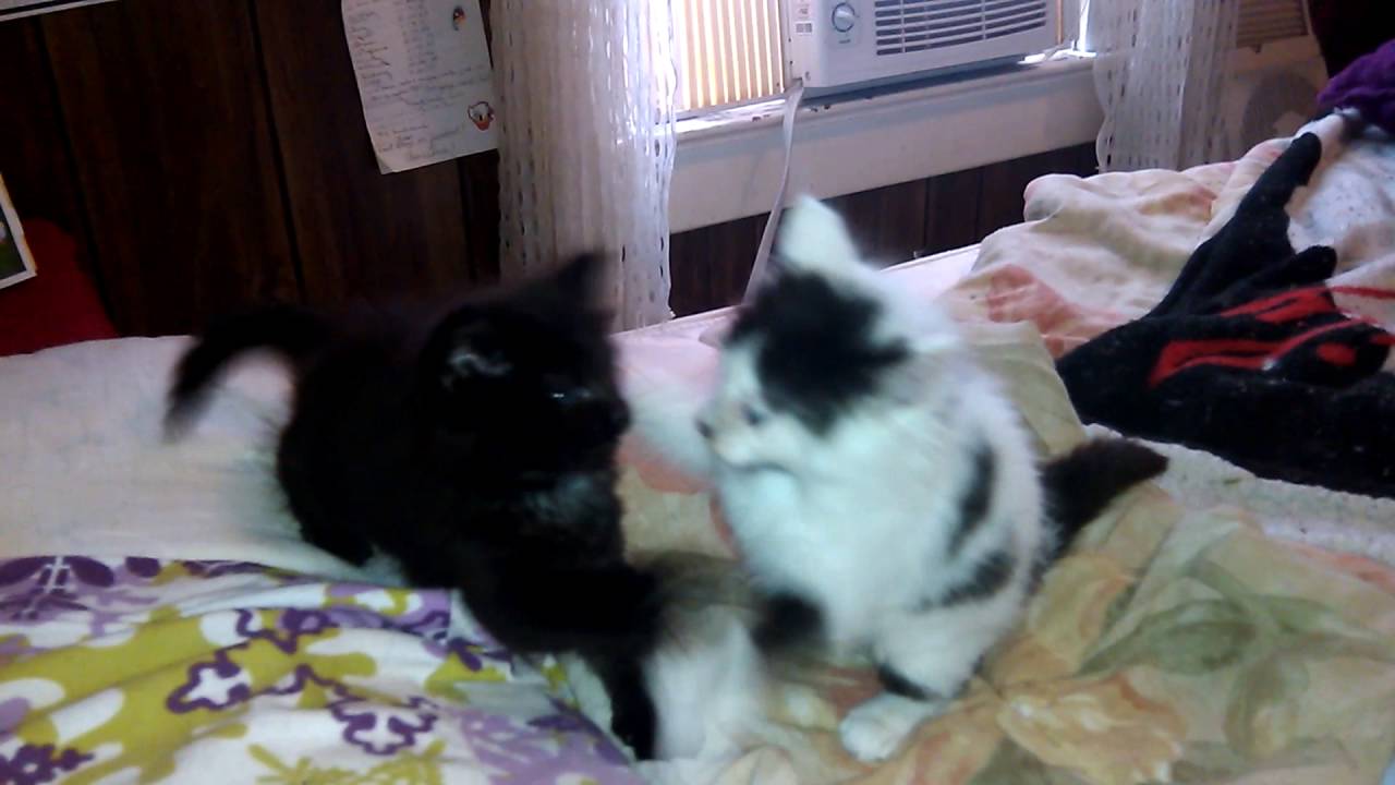 Cutest Kittens Playing - YouTube