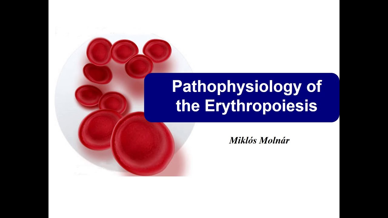 Pathophysiology of the Erythropoiesis - YouTube