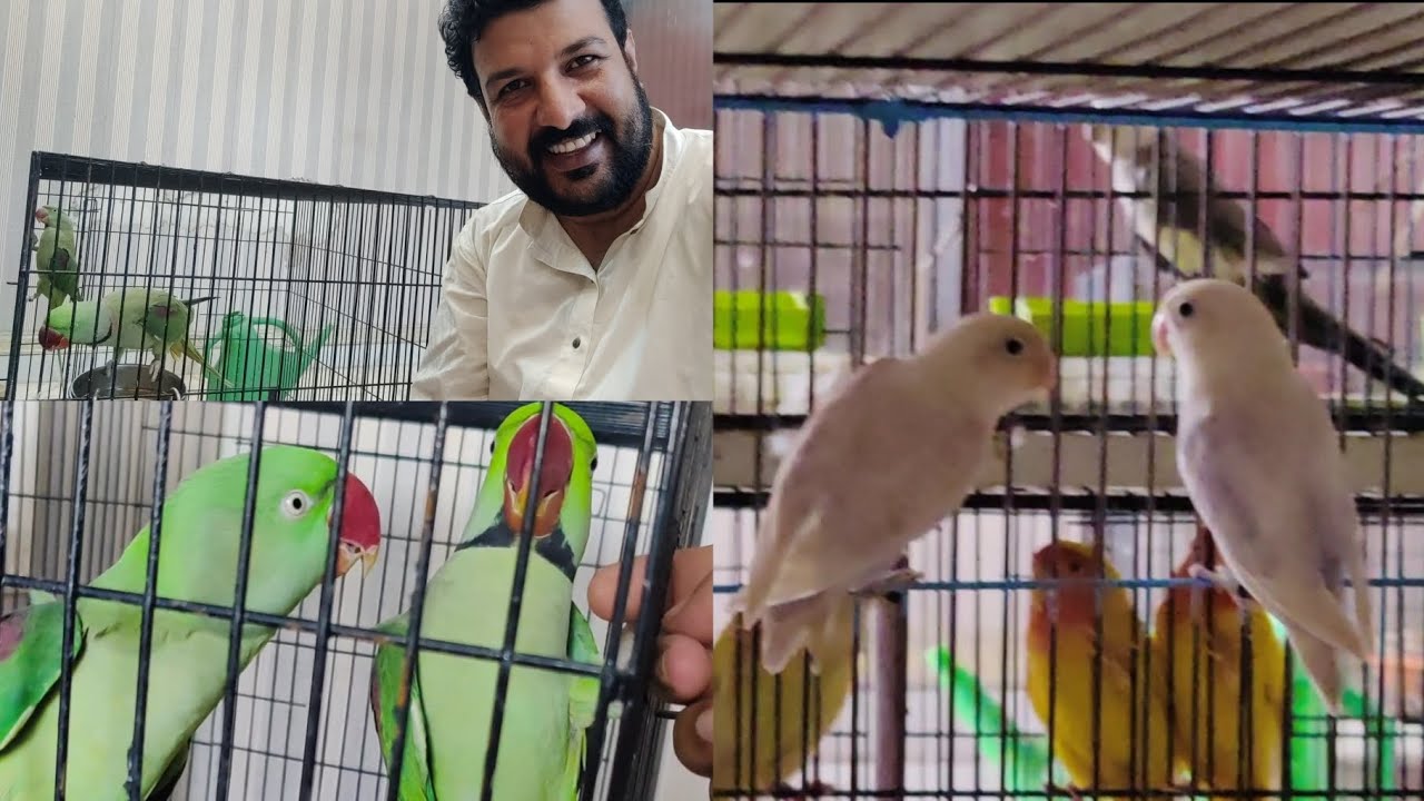 Coco aur Melon ki kahani || Coco bohat shararti hai || parrots new ...