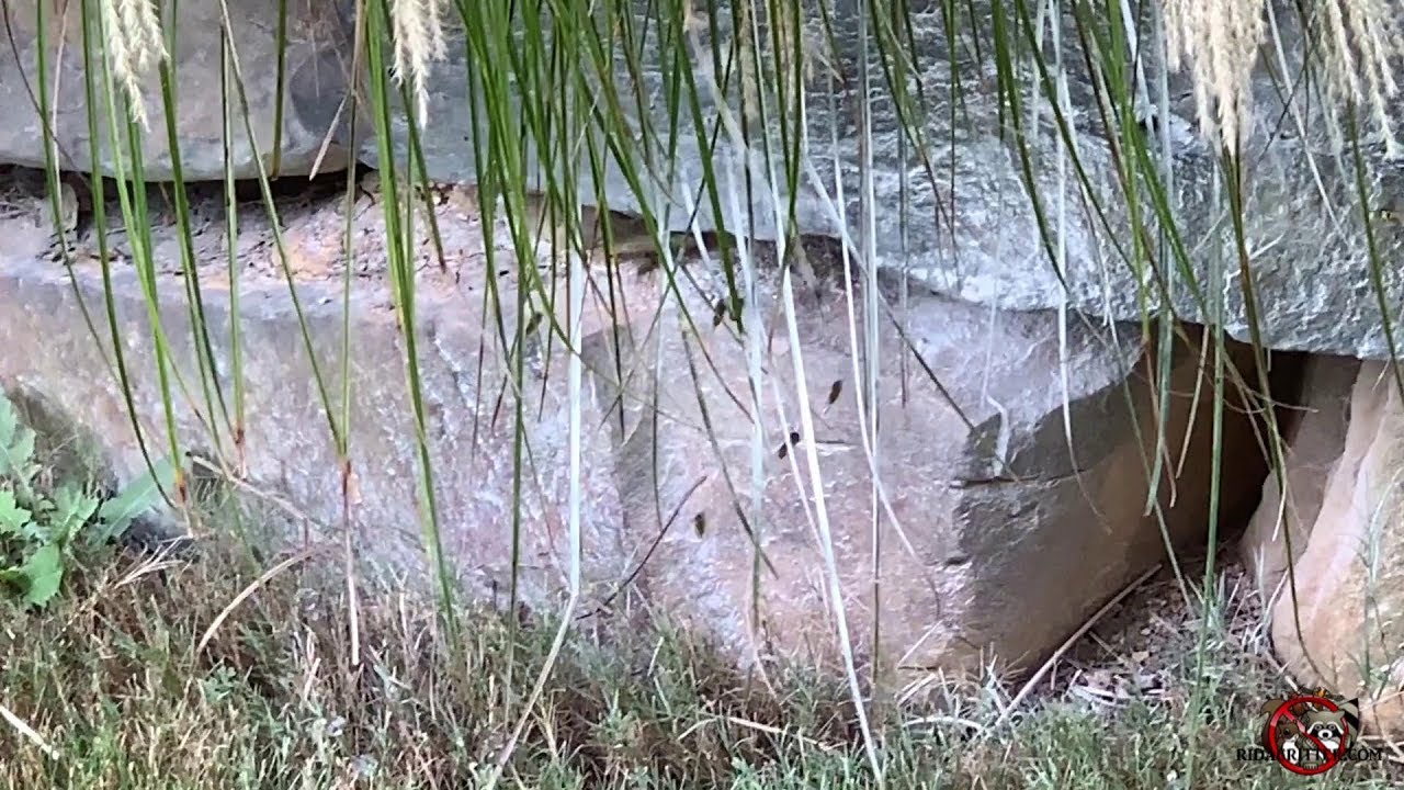 Yellow Jackets' Nest in a Rock Wall - YouTube