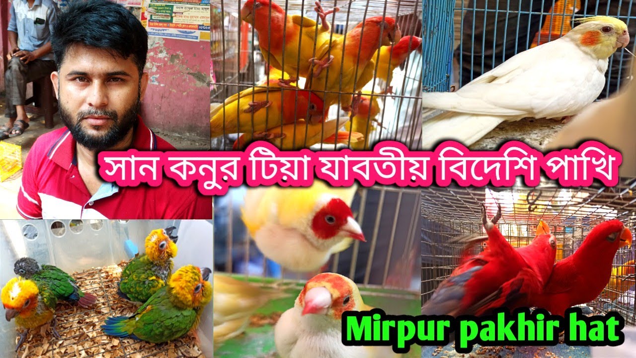 Mirpur pakhir hat | চমৎকার সব বিদেশি পাখির কালেকশন | birds | pakhir hat ...