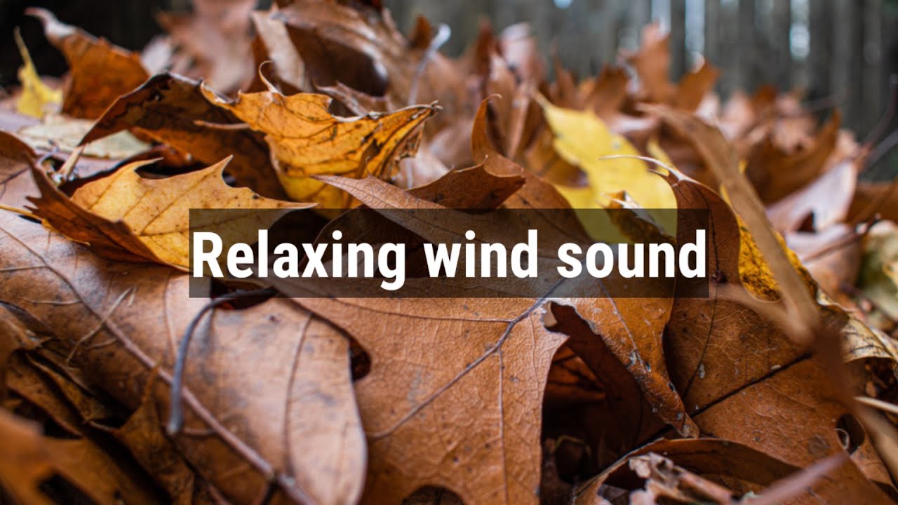 Relaxing wind sound of nature - YouTube