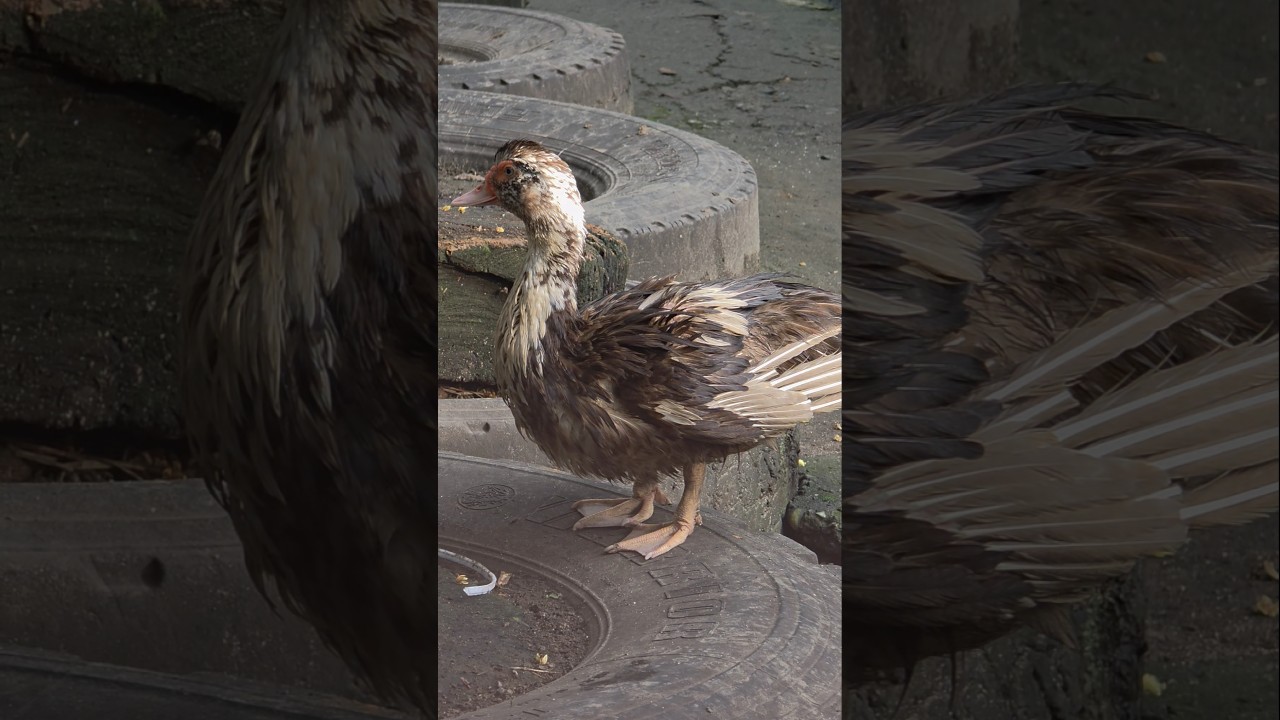 duck self cleaning #duck #subscribemychannel - YouTube