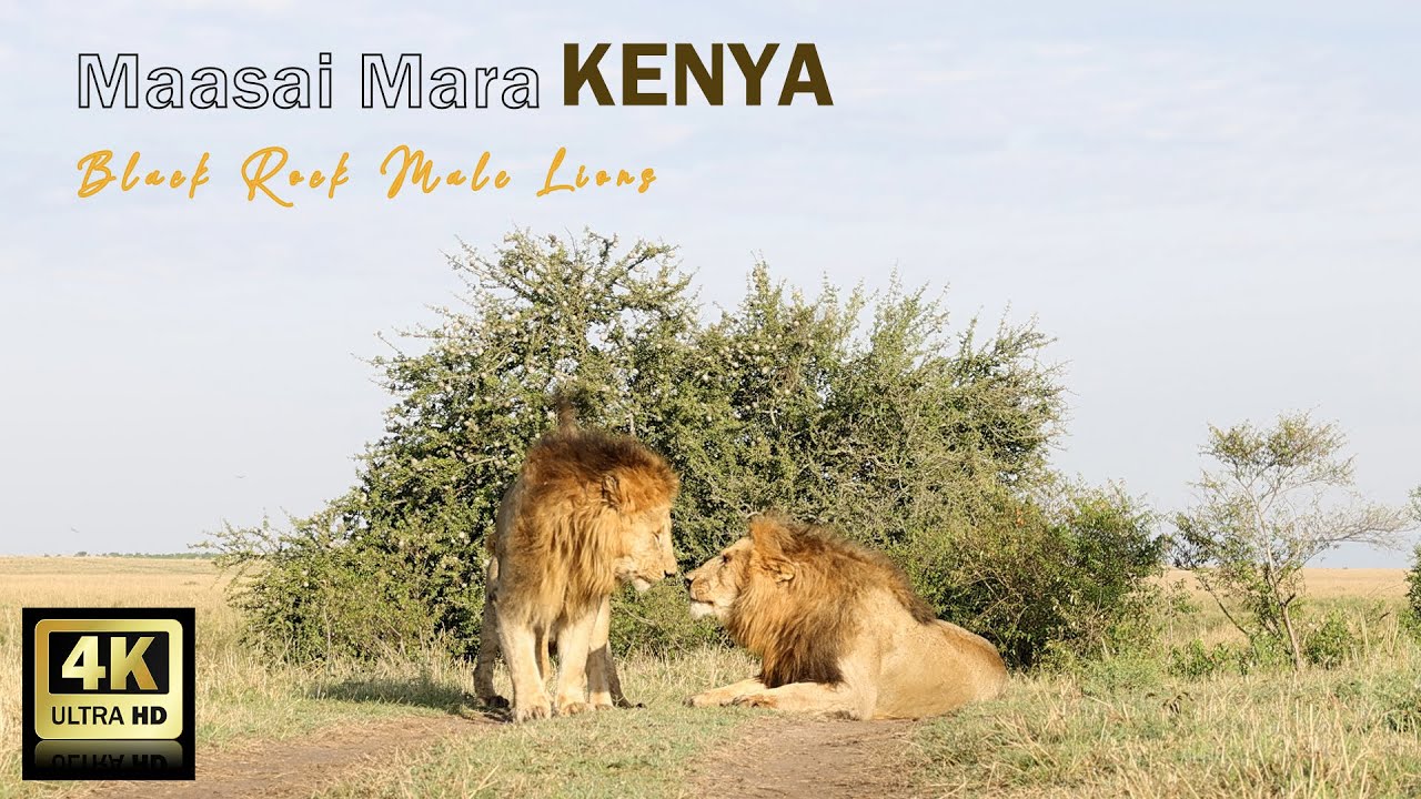Two black rock male lions Olobor and Oloshipa in Maasai Mara – (4K HD ...